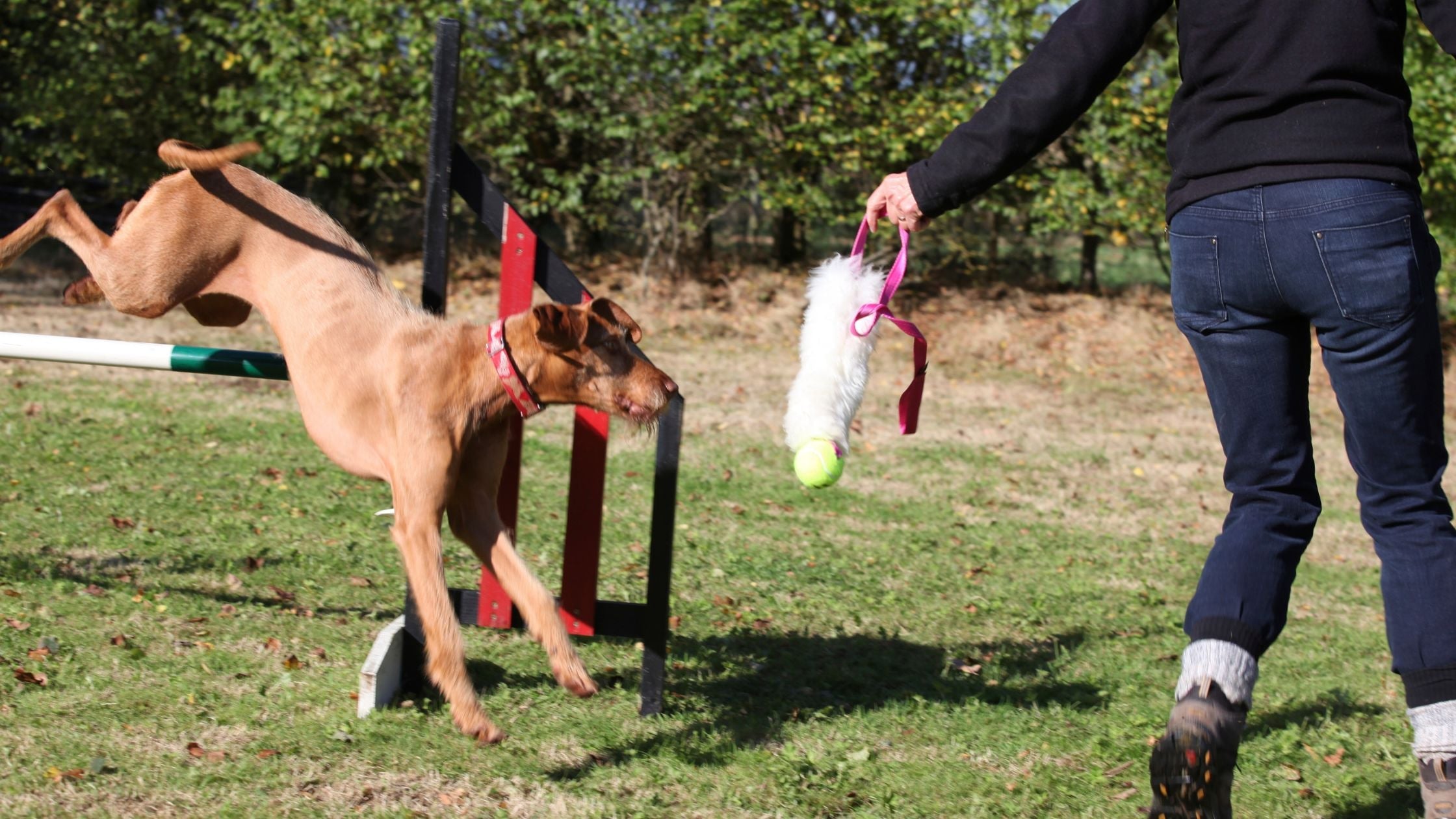 The beginner's guide to agility for dogs | Tug-E-Nuff