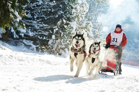 Everything You Need to Know About Sled Dog Rallies – Tug-E-Nuff