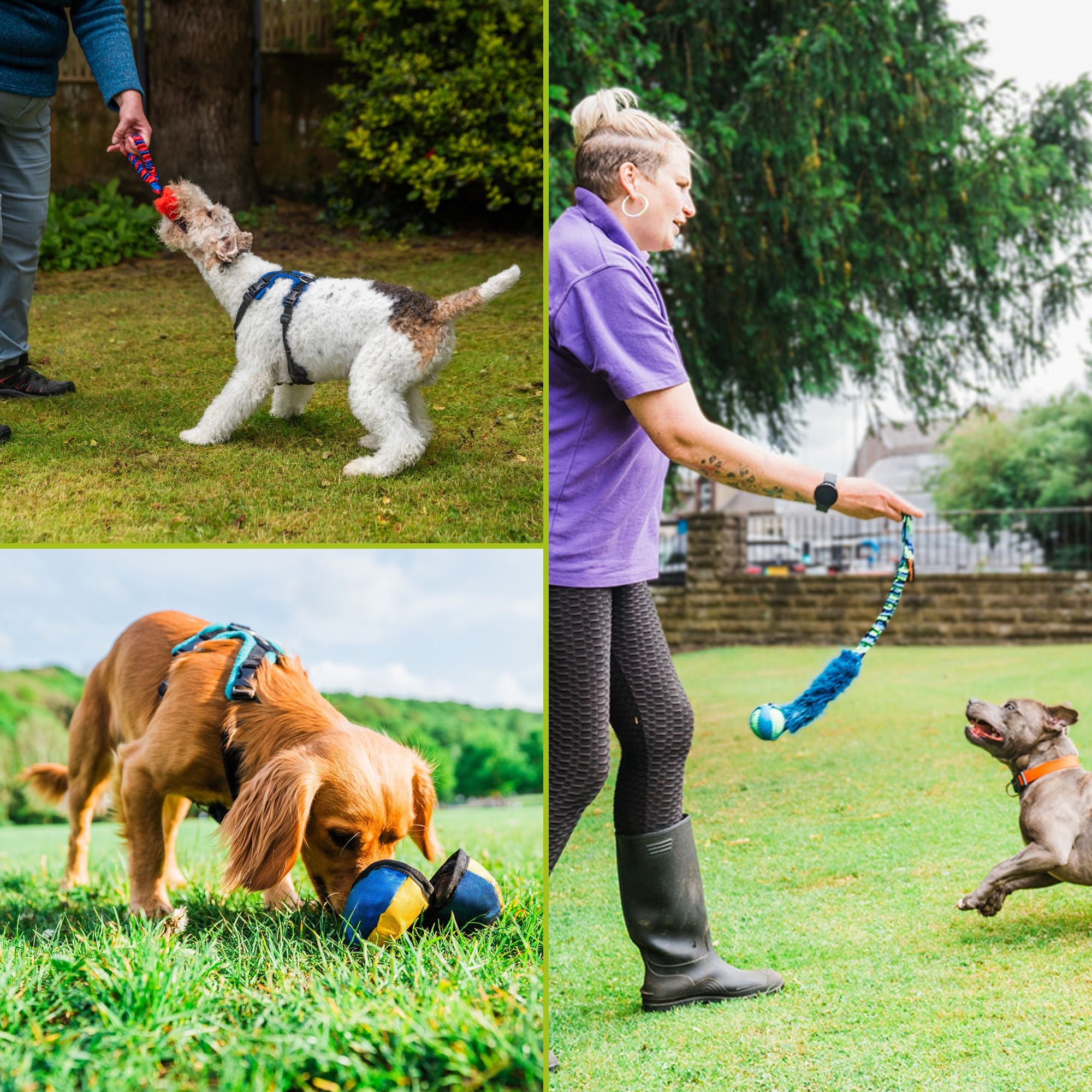 Games for Dogs | Video Tutorials | Tug-E-Nuff